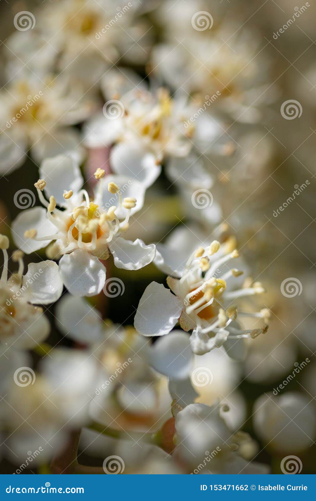 Delicate White Flowers with Shallow Depth of Field Stock Photo - Image ...