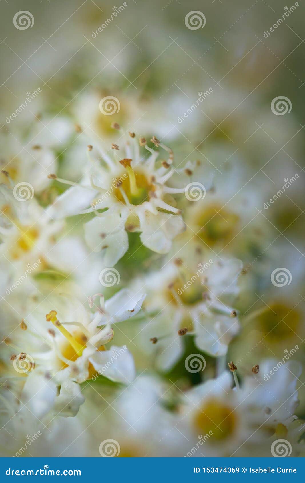 Delicate White Flowers with Shallow Depth of Field Stock Image - Image ...