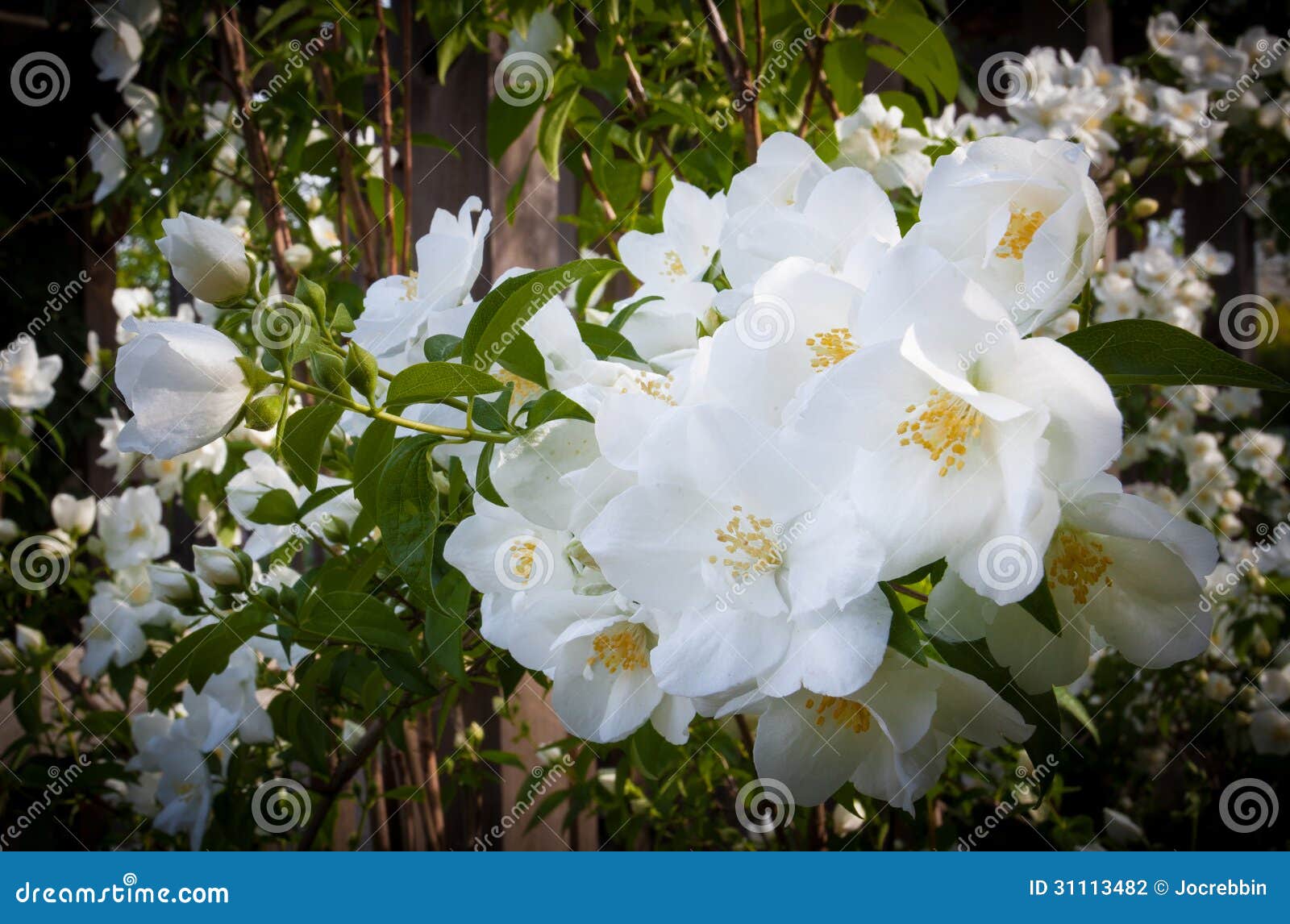 Delicate, White, Knock-out Roses in Full Bloom Stock Photo - Image of ...