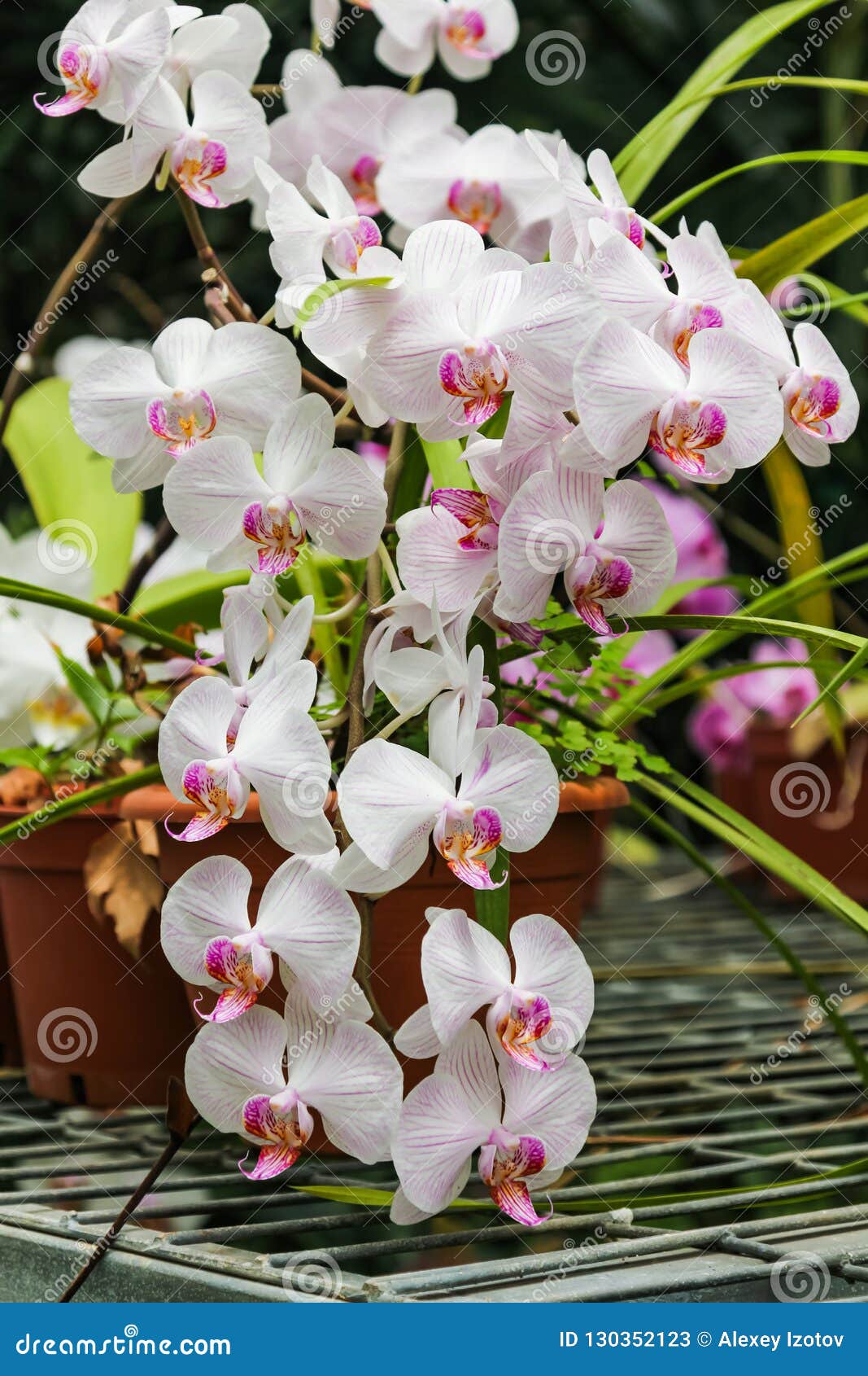 Delicate White Pink Orchid in Israel Stock Image - Image of botanical ...
