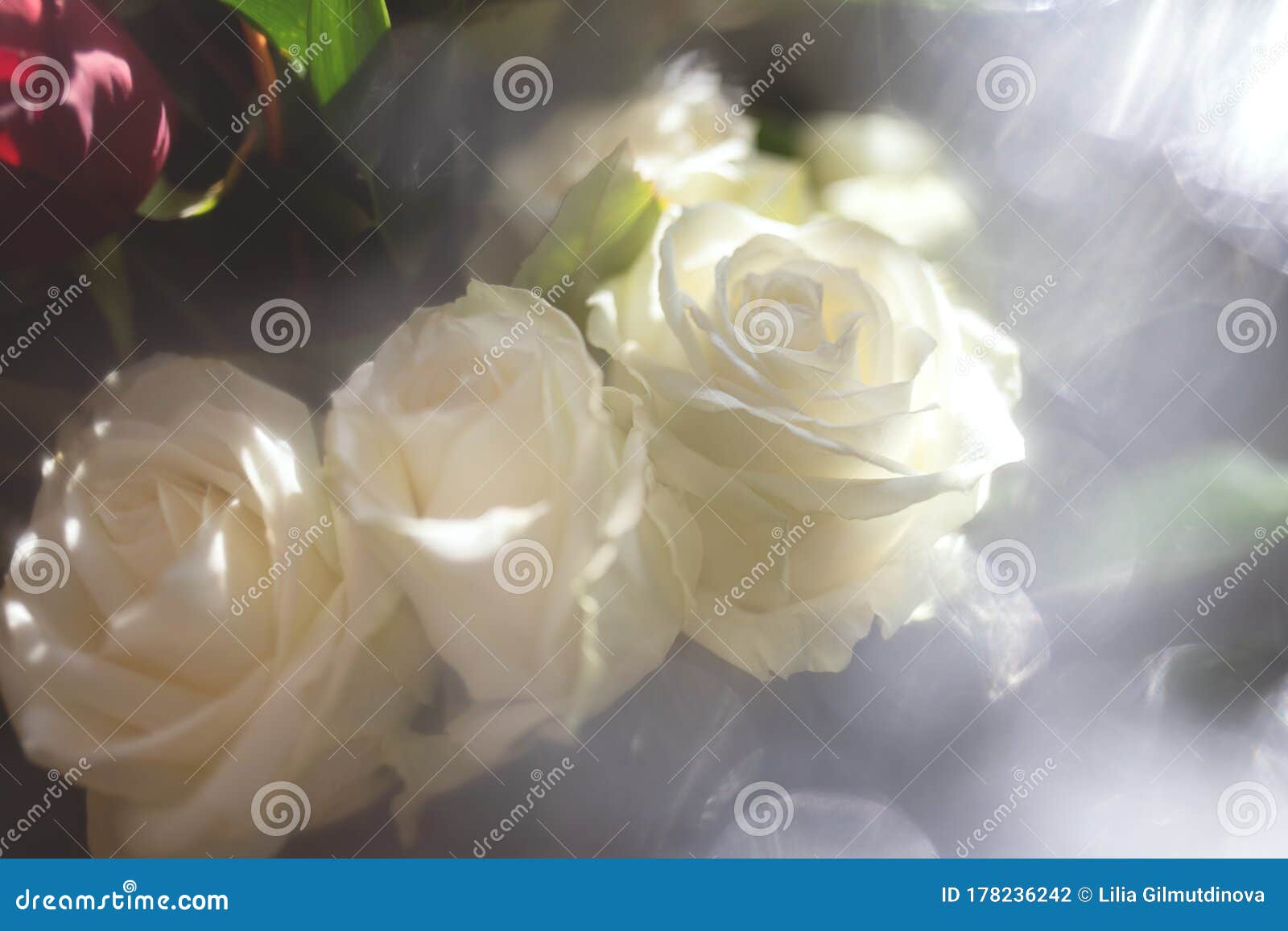 Delicate White Roses in Soft Focus. Stock Photo - Image of flora, light ...
