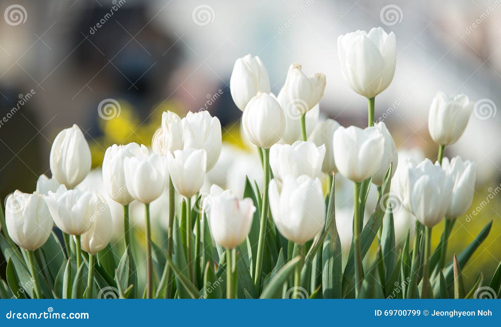 Delicate White Tulips Bloomed in Early Spring in a City Park Stock ...