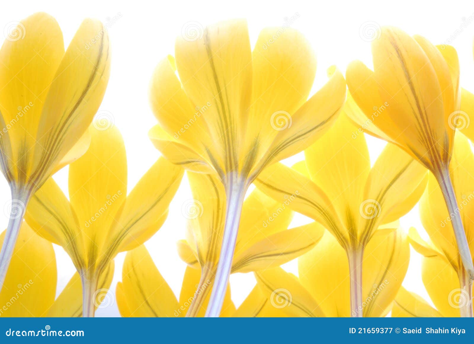 4,450 Delicate Open Petals Stock Photos - Free & Royalty-Free Stock ...