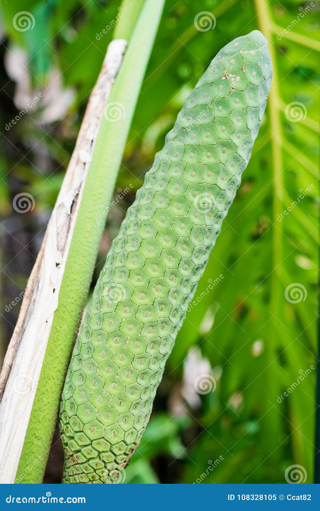 Deliciosa De Monstera - Fruta Del Philodendron Imagen de archivo ...