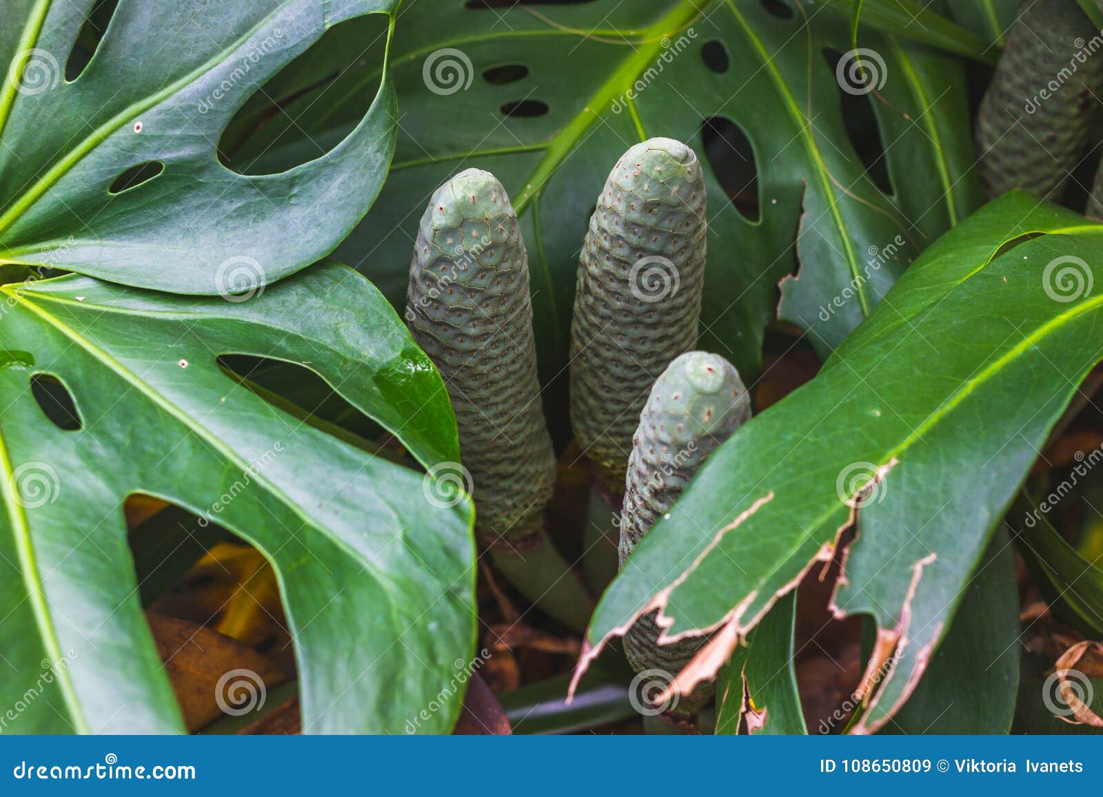 Deliciosa Do Monstro - Fruto Suculento Do Philodendron Imagem de Stock ...