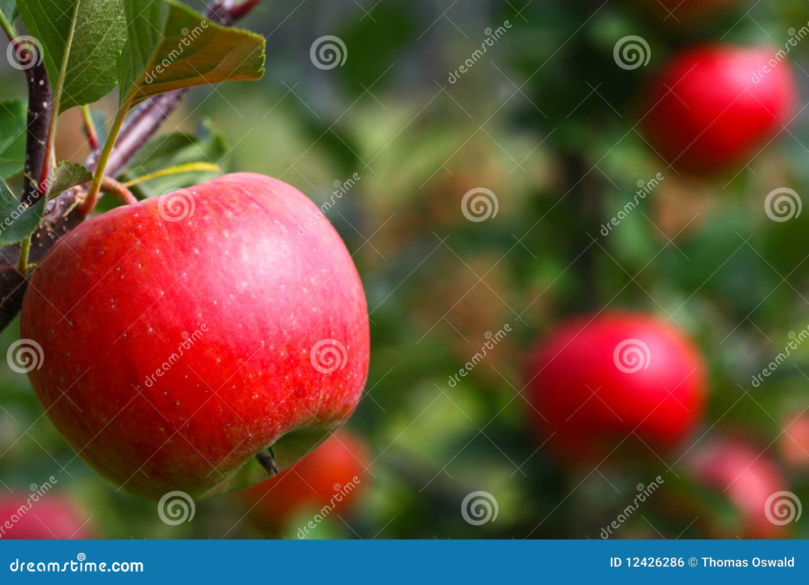 Delicious apple stock photo. Image of vitamins, tree - 12426286