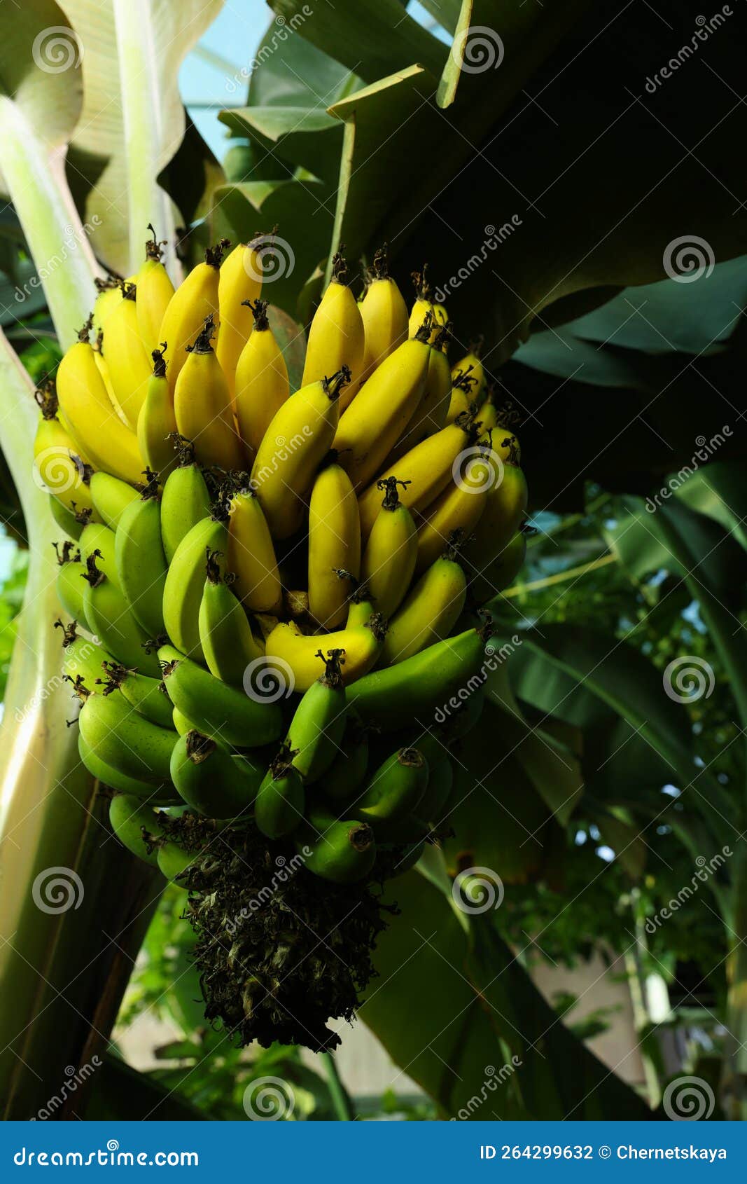 Delicious Bananas Growing on Tree Outdoors, Bottom View Stock Photo ...