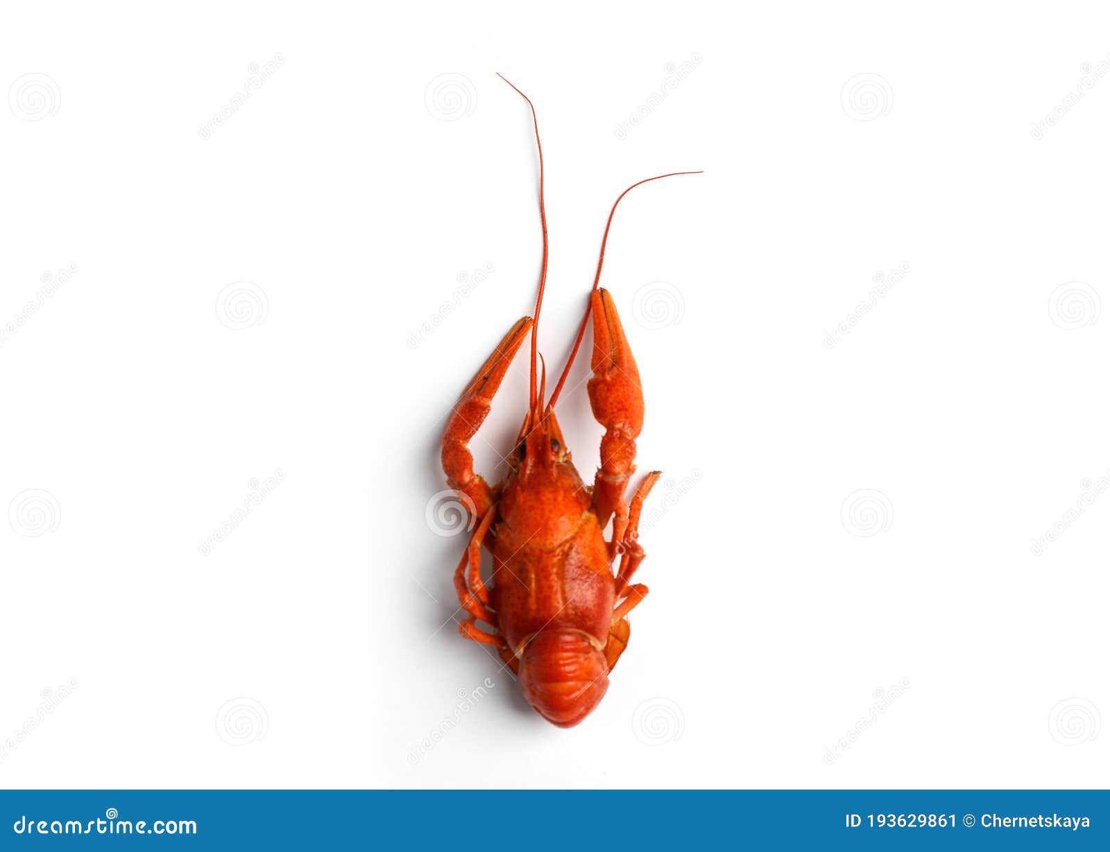 Delicious Boiled Crayfish Isolated on White Stock Image - Image of ...