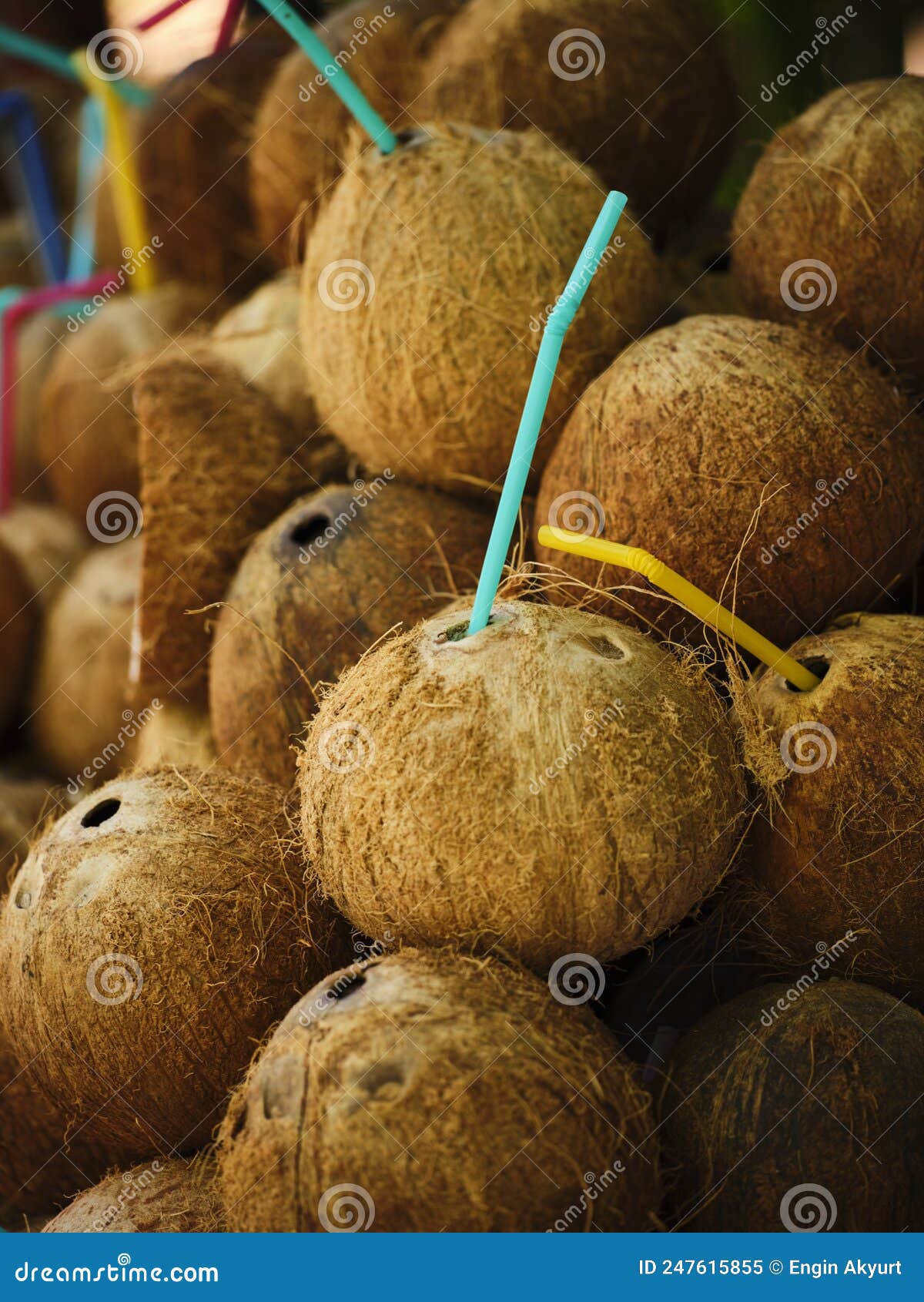 Fresh Coconuts on a Tropical Island Stock Image - Image of beautiful ...