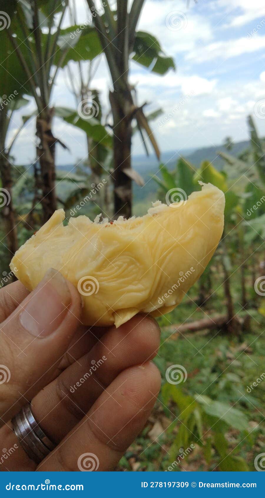 Delicious Durian Fruit Sweet and Deliciousand Garden Stock Image ...