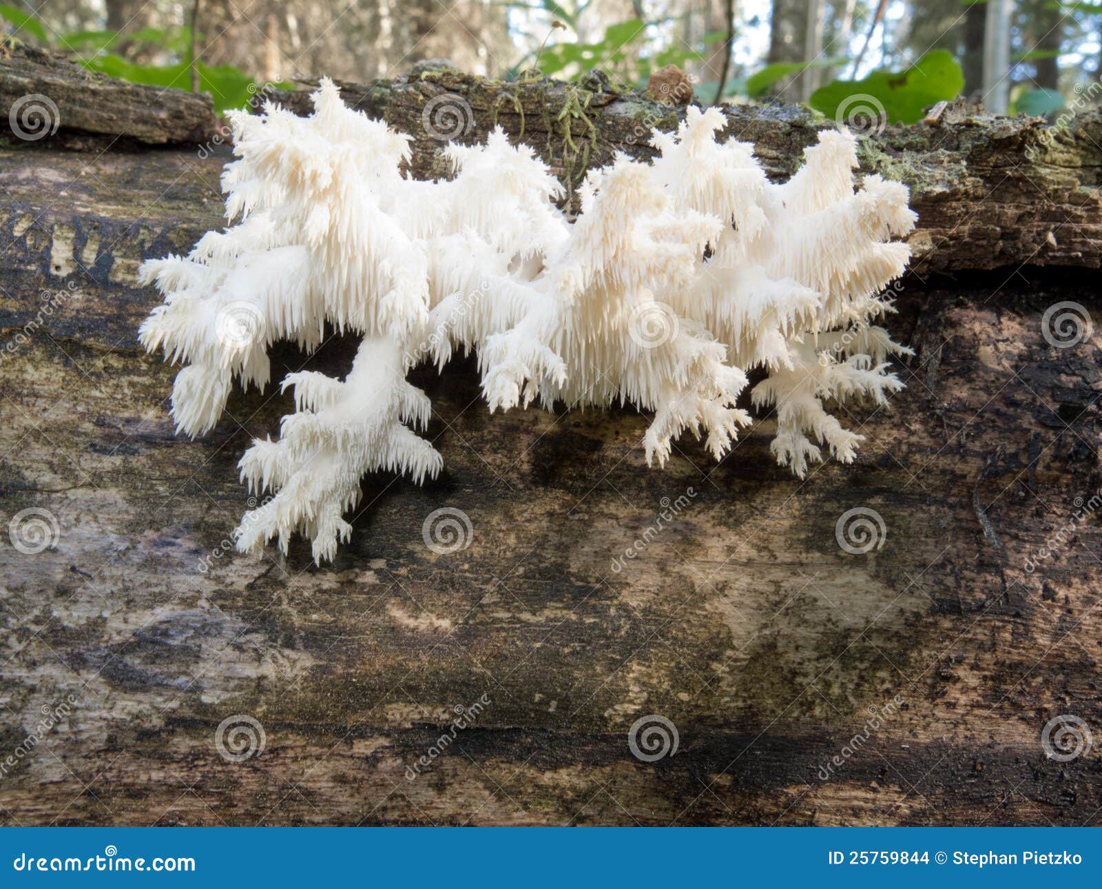 Delicious Edible White Mushroom Coral Hericium Stock Photo - Image of ...