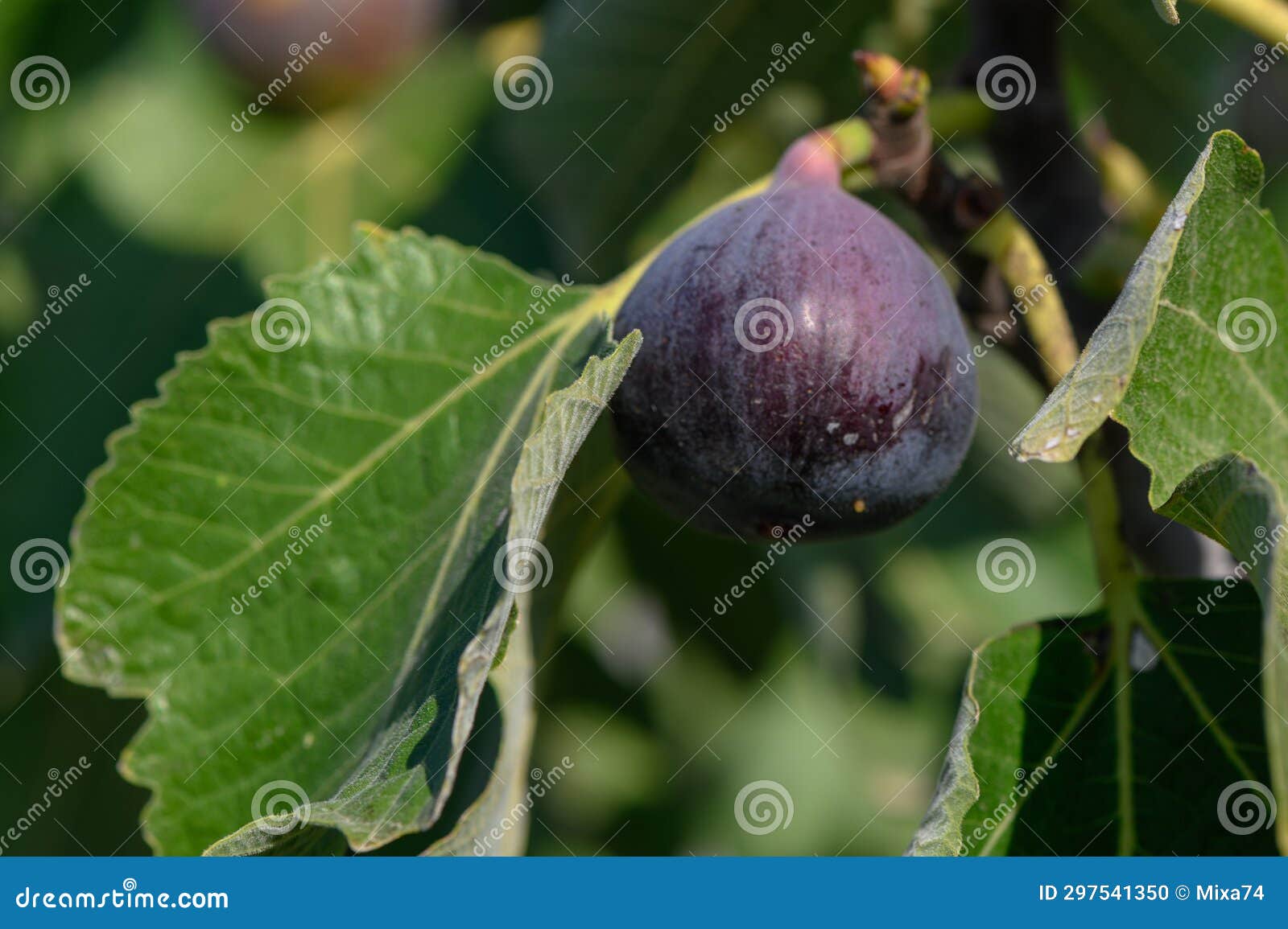 Delicious Figs on Tree Branches in Autumn in Cyprus 2 Stock Photo ...
