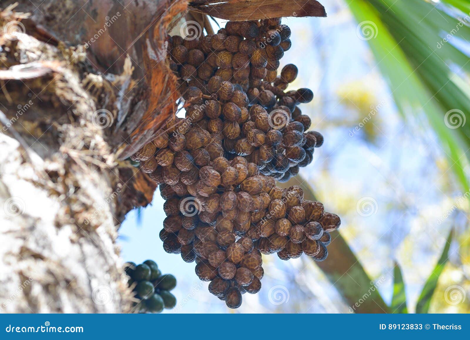 Delicious Fresh Dates Growing on a Palm Tree in Gran Canaria, Spain ...