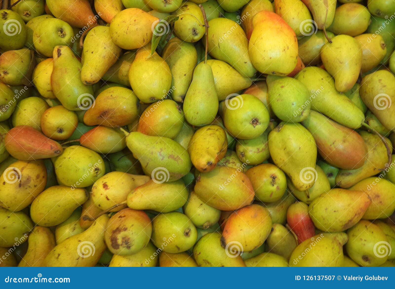 Fresh Pears of Early Variety Stock Image - Image of fruits, healthy ...