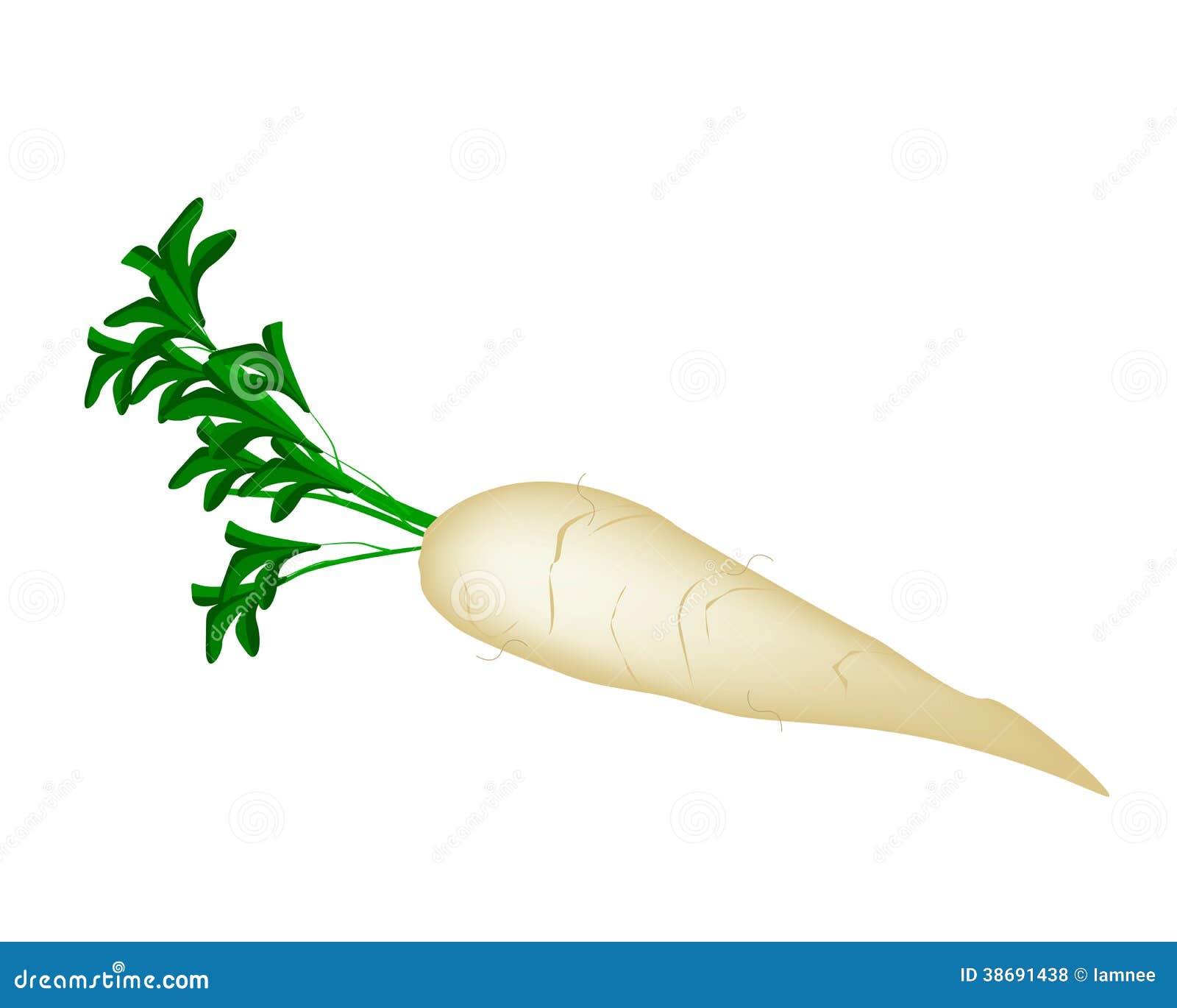 White Radish Vegetable Line Drawing On Grey Background Vector ...