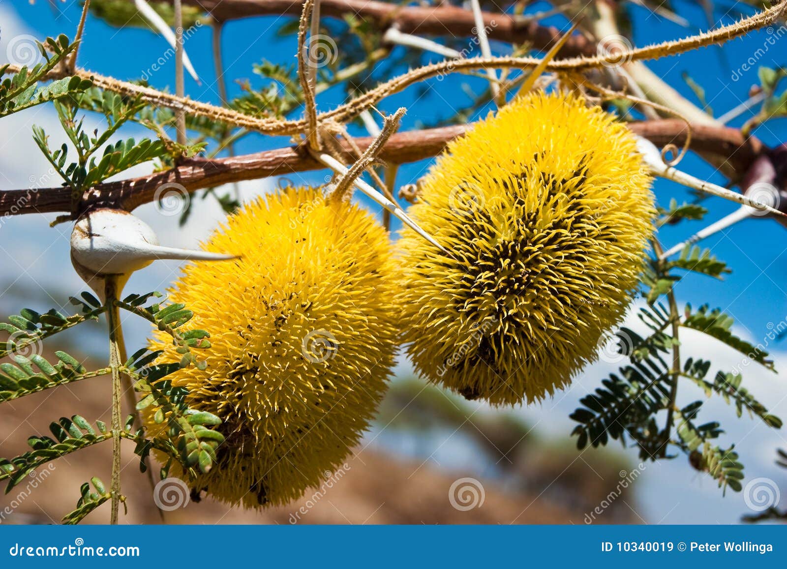 Delicious Fruit Hanging in an Acacia Tree Stock Image - Image of fruit ...
