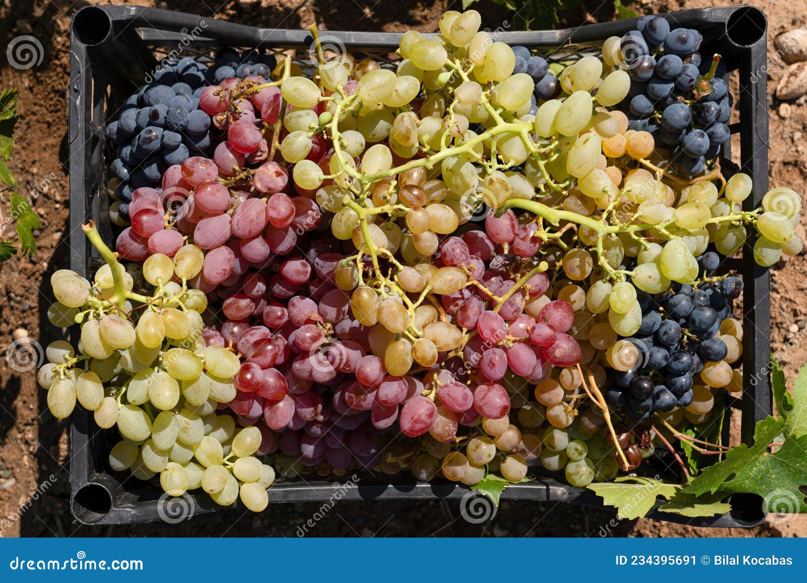Delicious Grapes of Different Colors Collected at the Vintage Stock ...