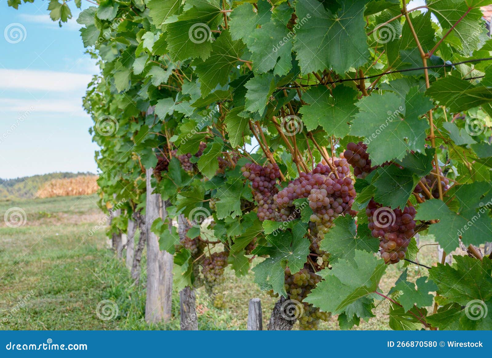 Delicious Grapes in the Field during the Harvest Stock Photo - Image of ...