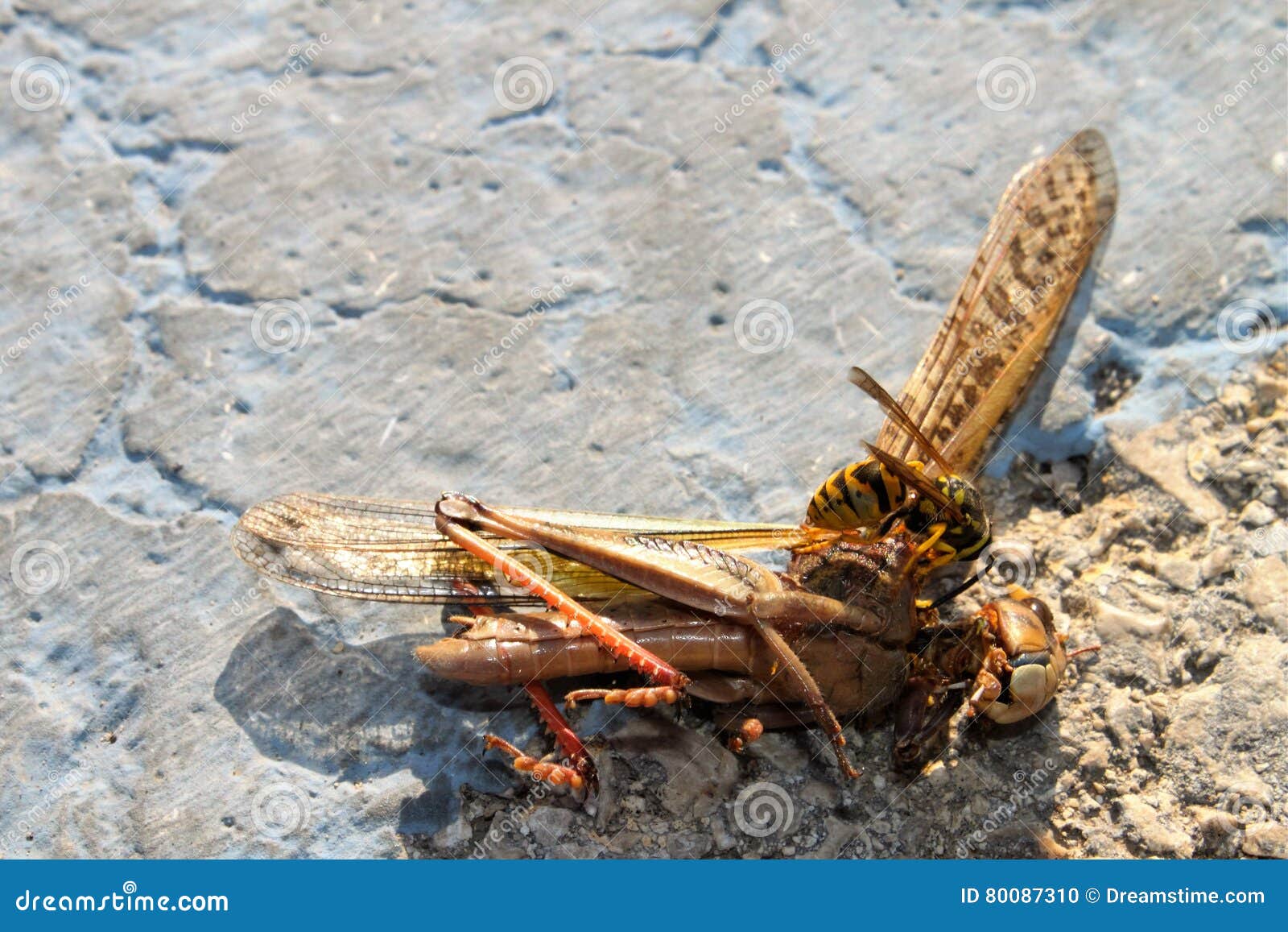 Delicious grasshopper stock photo. Image of grasshopper - 80087310