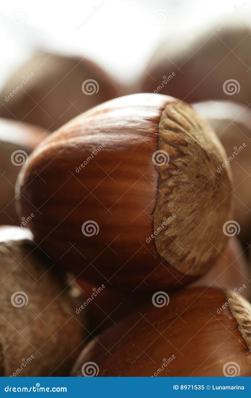 Delicious Hazelnuts, Macro Detail Stock Image - Image of fruit ...