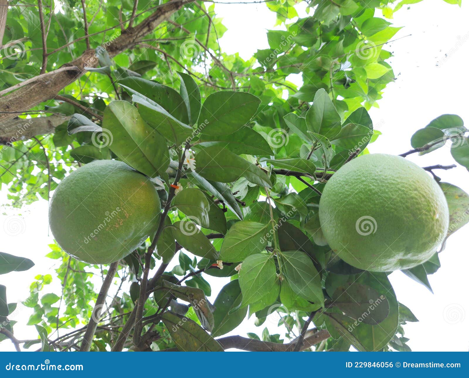 Delicious Lime of India stock photo. Image of flower - 229846056