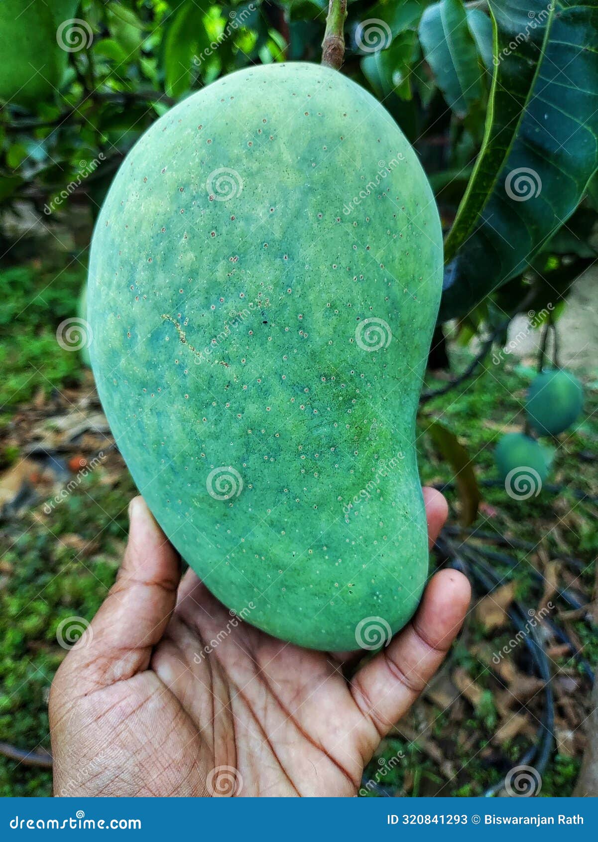 Delicious Mango in Tree Ready for Harvest Stock Image - Image of fresh ...