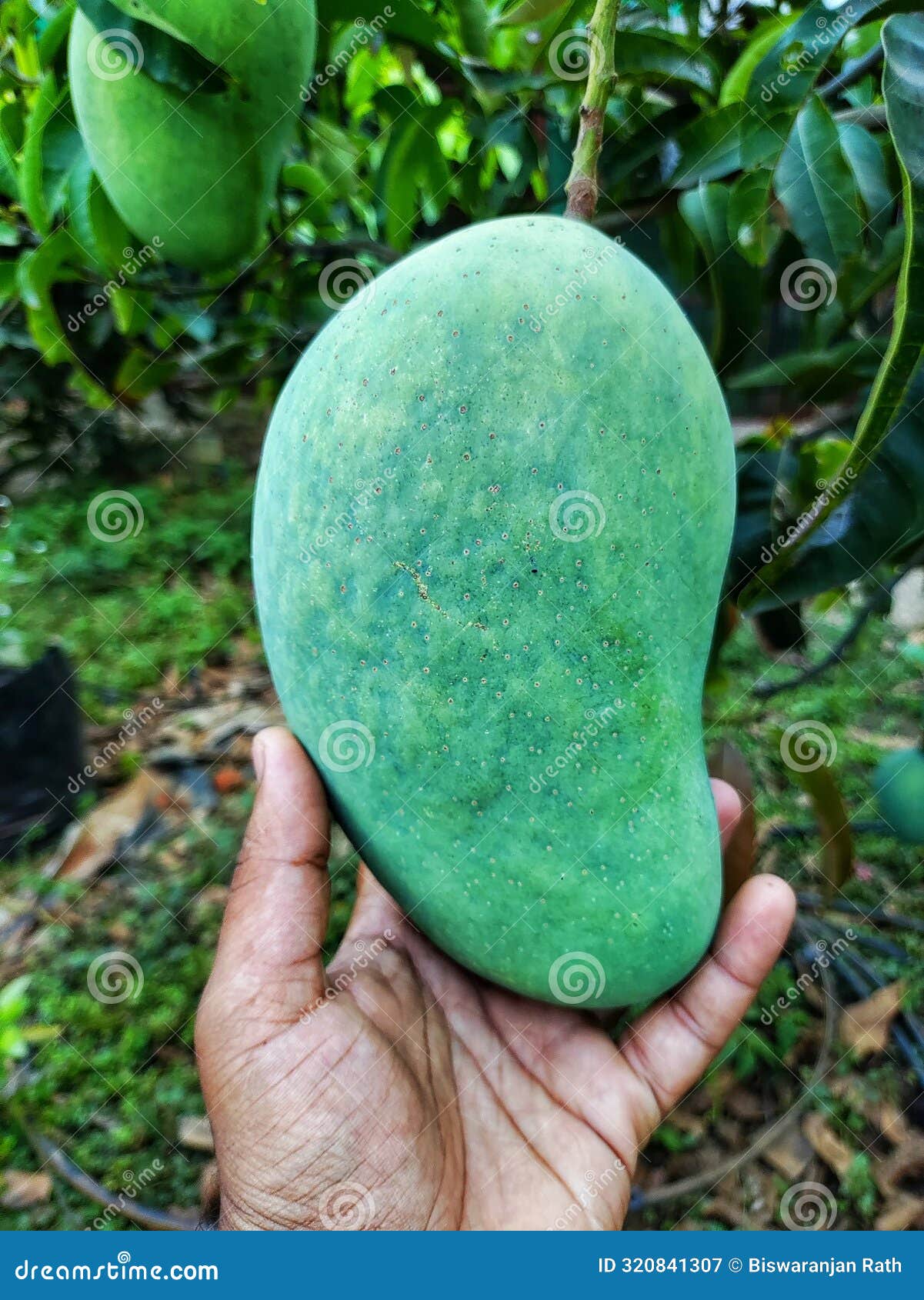 Delicious Mango in Tree Ready for Harvest Stock Image - Image of ...