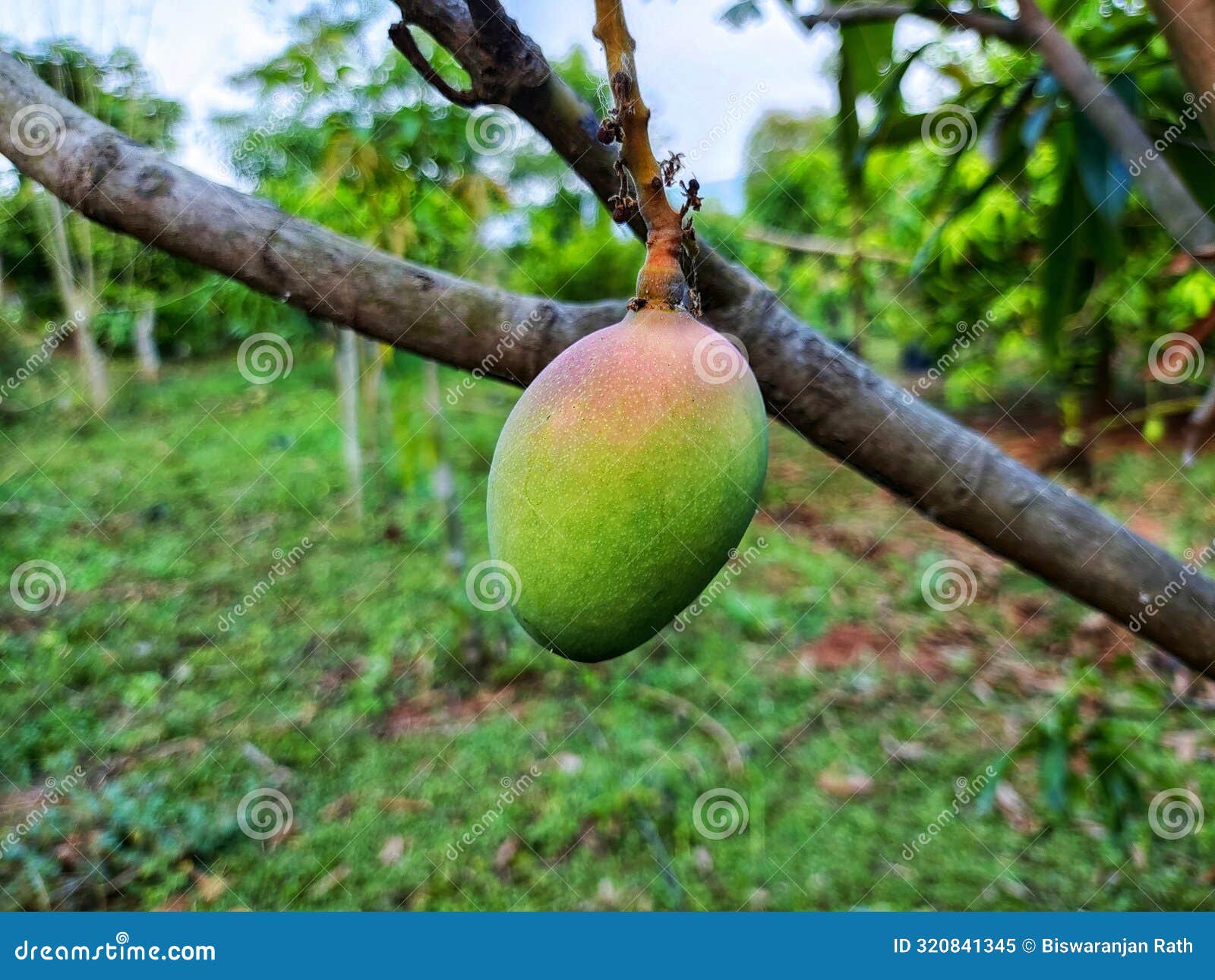 Delicious Mango in Tree Ready for Harvest Stock Image - Image of ...