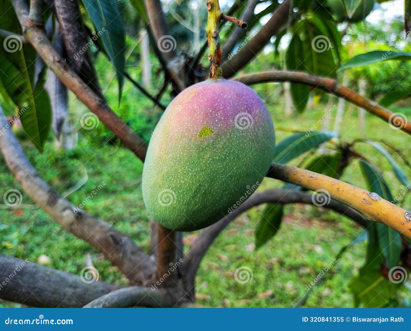 Delicious Mango in Tree Ready for Harvest Stock Image - Image of garden ...