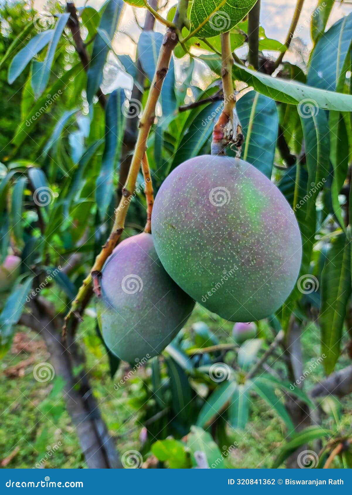 Delicious Mango in Tree Ready for Harvest Stock Photo - Image of plant ...