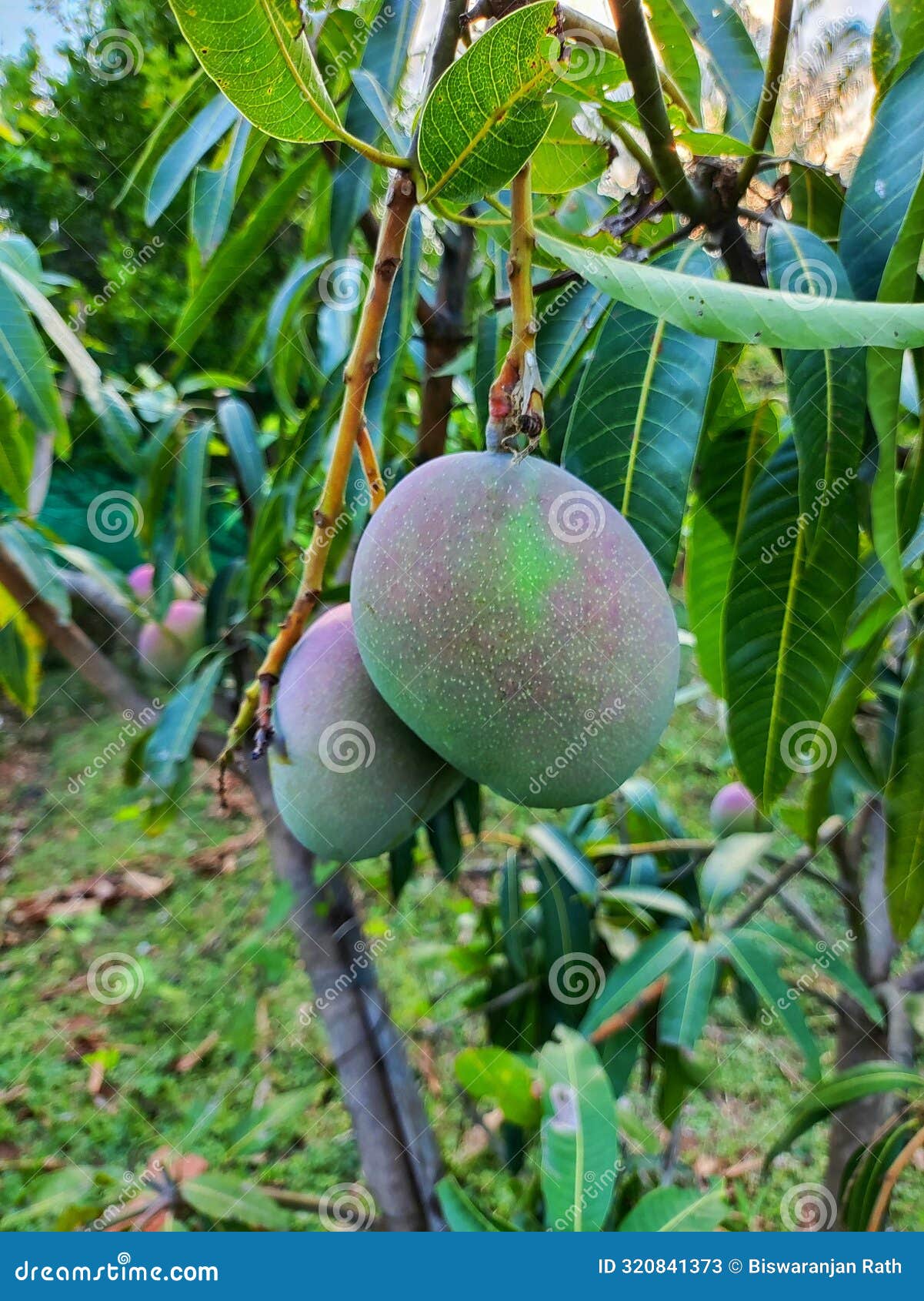 Delicious Mango in Tree Ready for Harvest Stock Image - Image of fruit ...