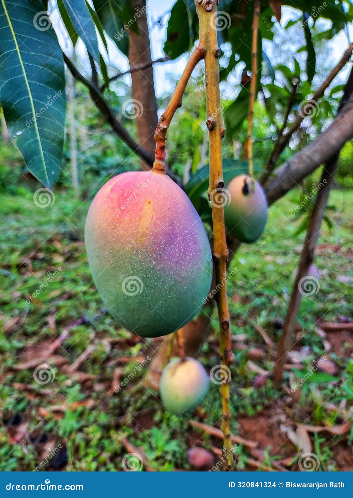 Delicious Mango in Tree Ready for Harvest Stock Photo - Image of ...