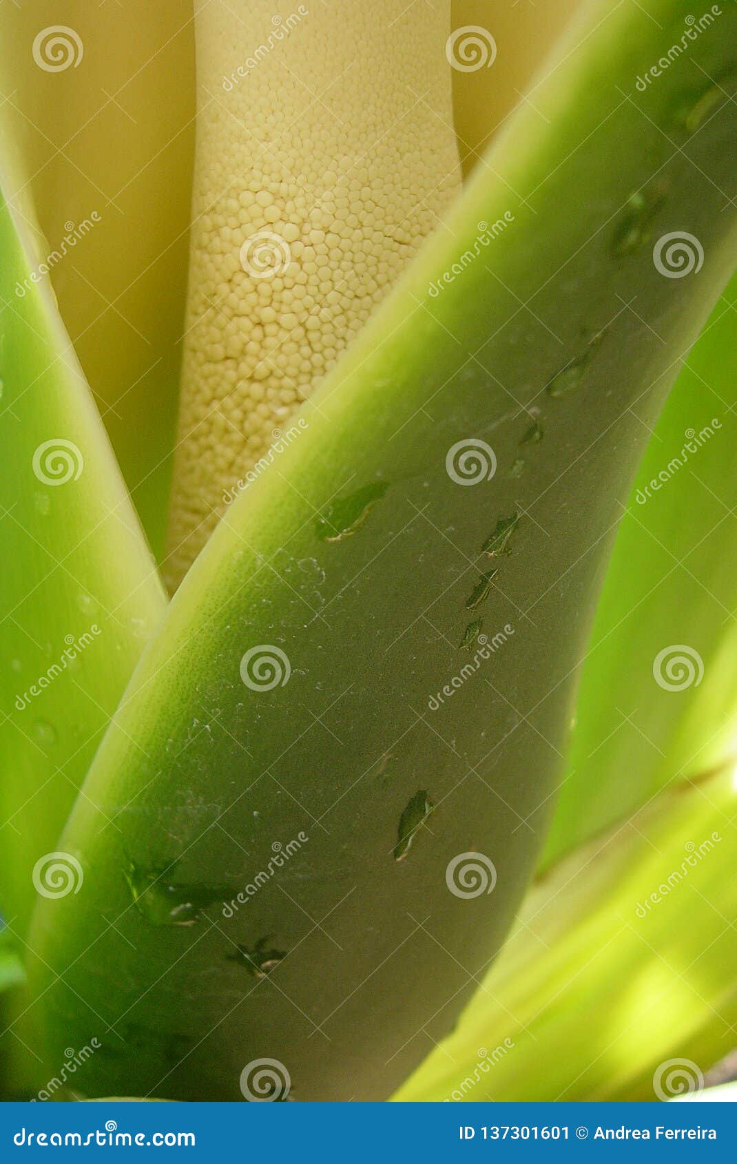 Delicious-Monster Fruit stock image. Image of fruit - 137301601