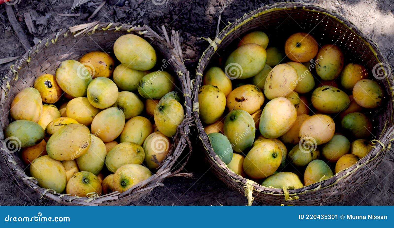 Delicious Organic Fresh Mango Display on Basket Stock Image - Image of ...