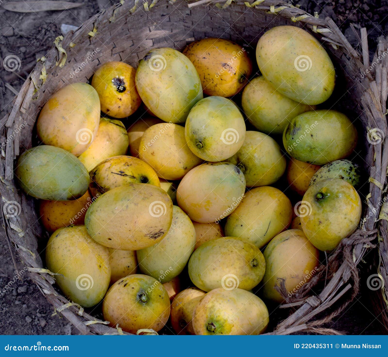 Delicious Organic Fresh Mango Display on Basket Stock Image - Image of ...
