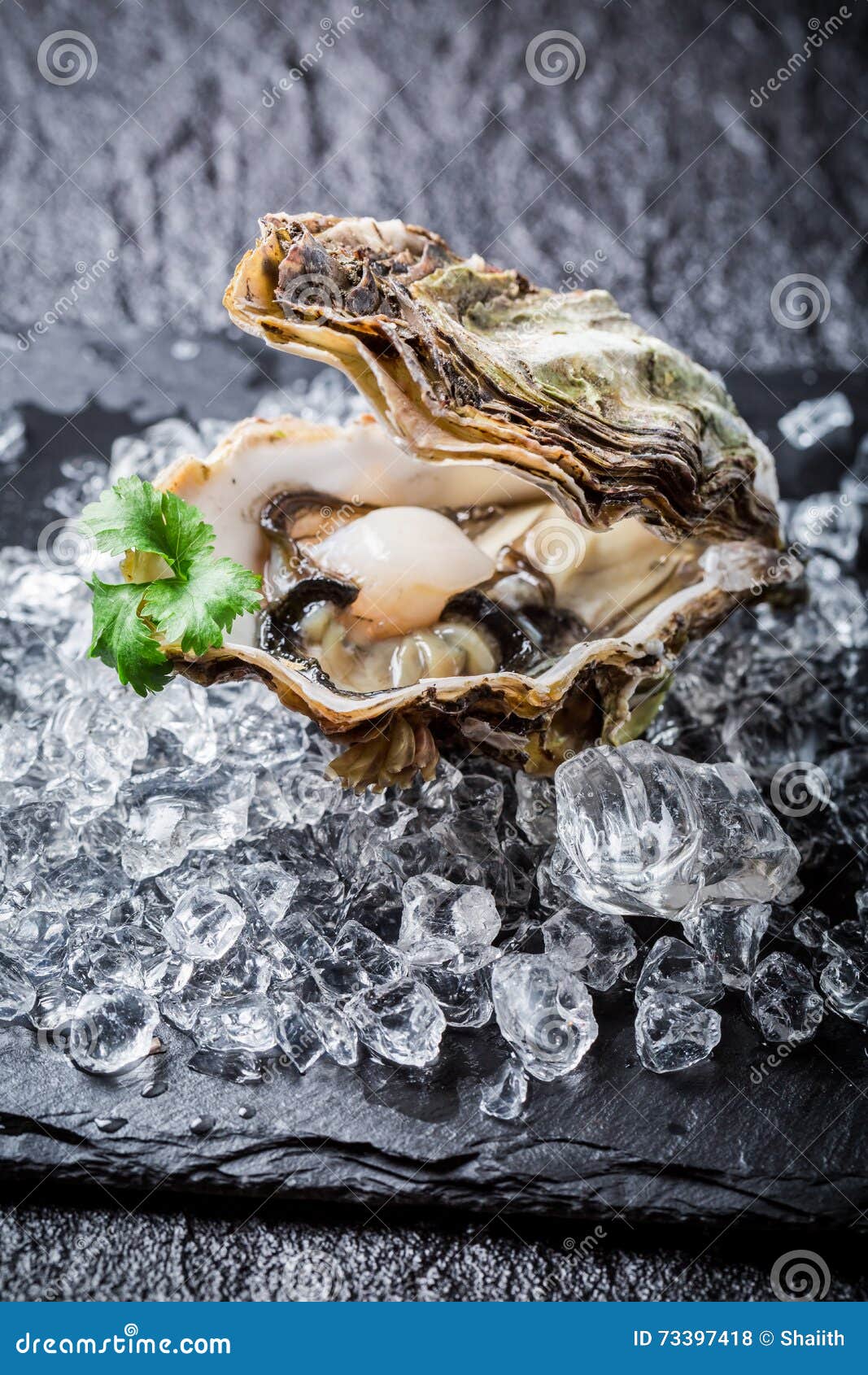 Delicious Oyster in Shell on Ice Stock Photo - Image of closeup ...