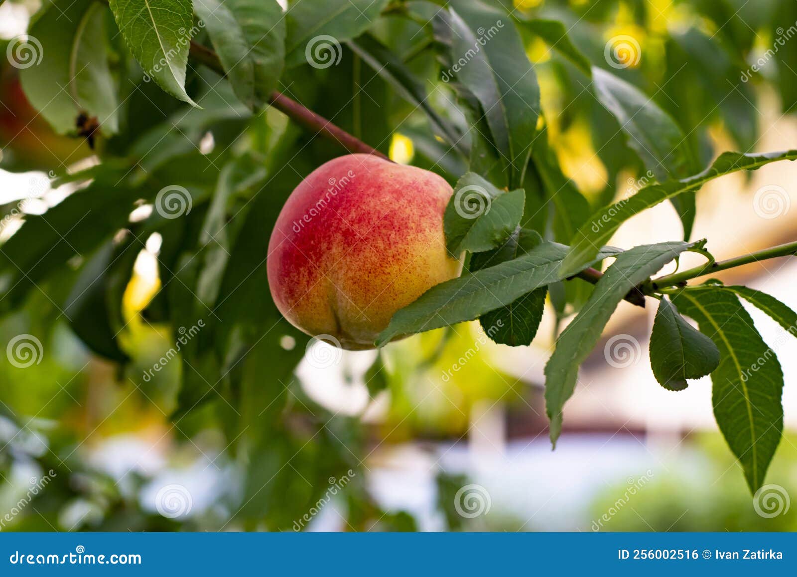 A Delicious Peach Grows on a Tree in the Garden. Stock Photo - Image of ...