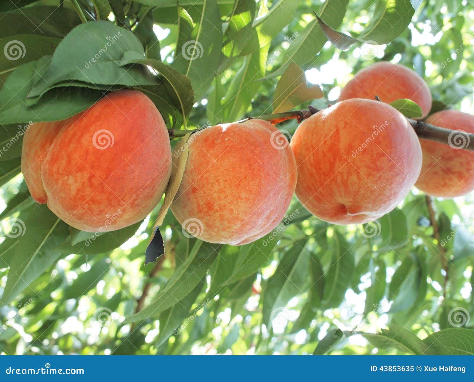 Delicious peach stock image. Image of delicious, closeup - 43853635