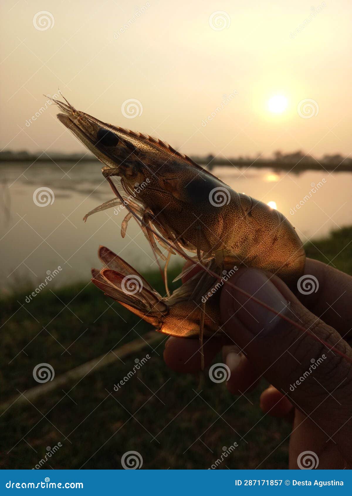 Delicious prawns stock image. Image of insect, beautiful - 287171857