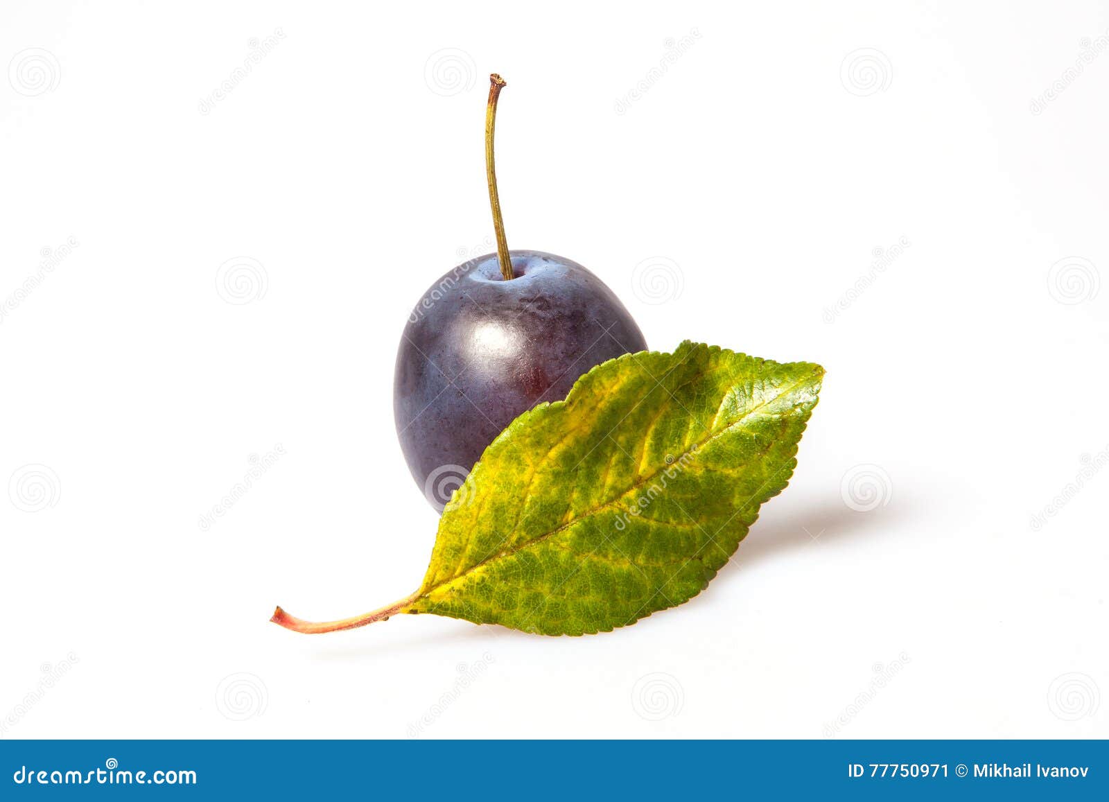 Pulm Stock Photos - Download 258 Royalty Free Photos