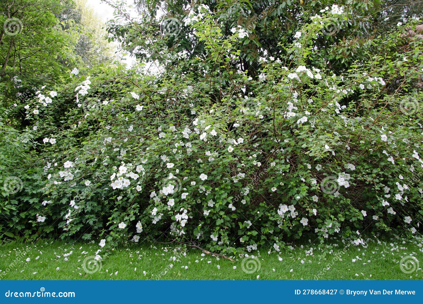 Delicious Raspberry White Flowers. Rubus Deliciosus Stock Image - Image ...