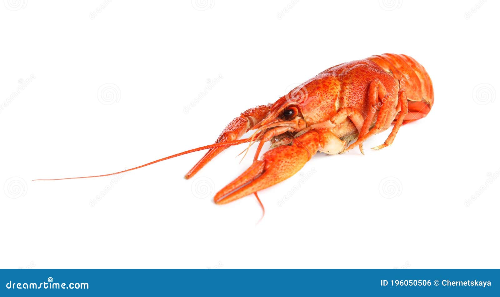 Delicious Red Boiled Crayfish Isolated on White Stock Photo - Image of ... Delicious Red Boiled Crayfish Isolated on White Stock Photo - Image of ...