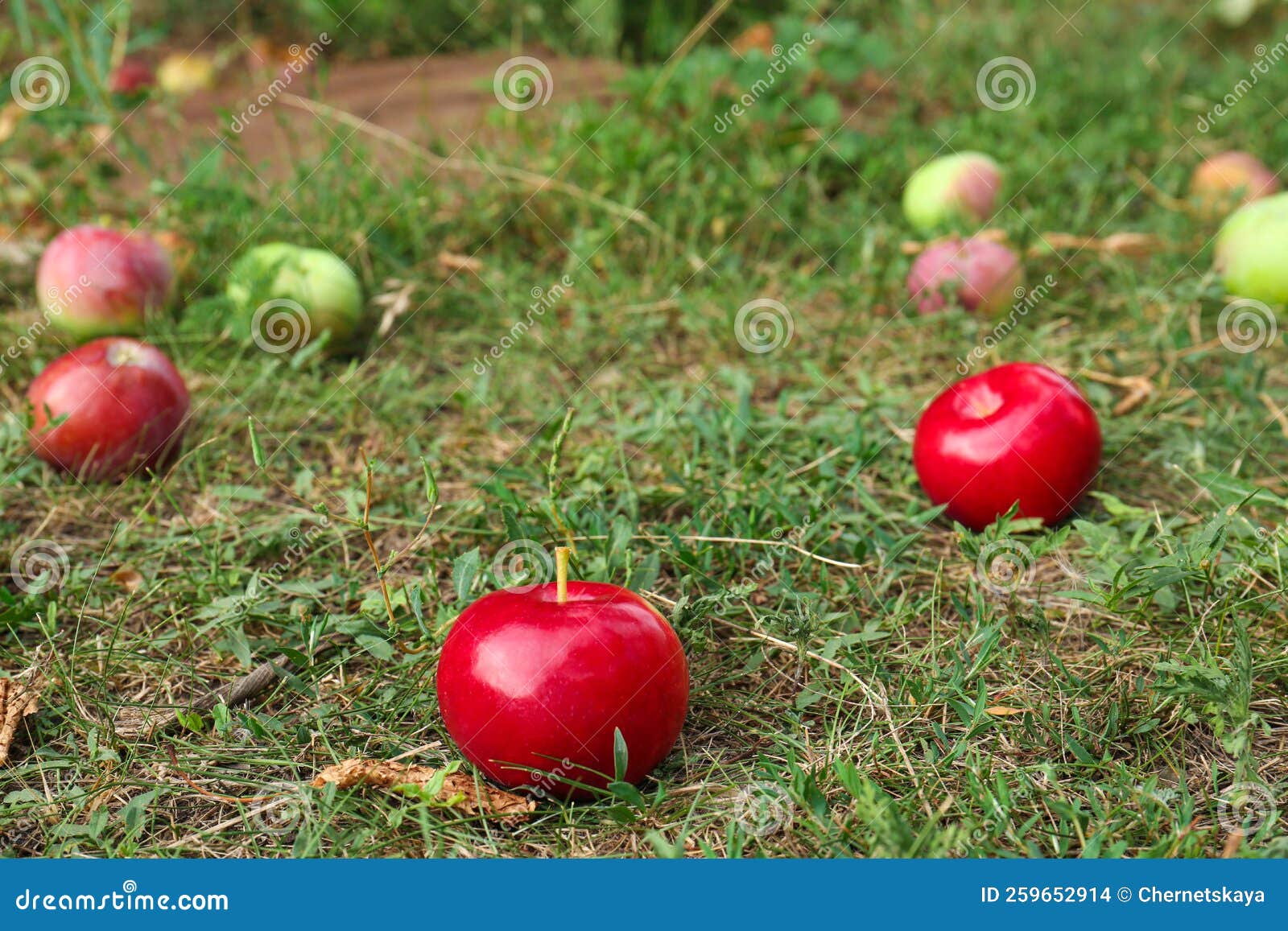 Delicious Ripe Apples on Grass in Garden Stock Photo - Image of food ...