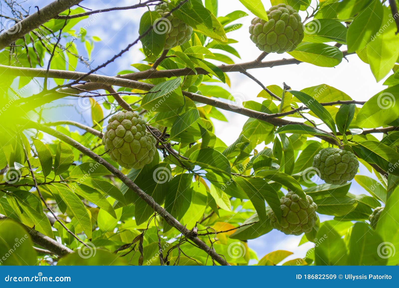 Delicious Ripe Atis & X28;annona Squamosa& X29; Hanging on the Tree ...