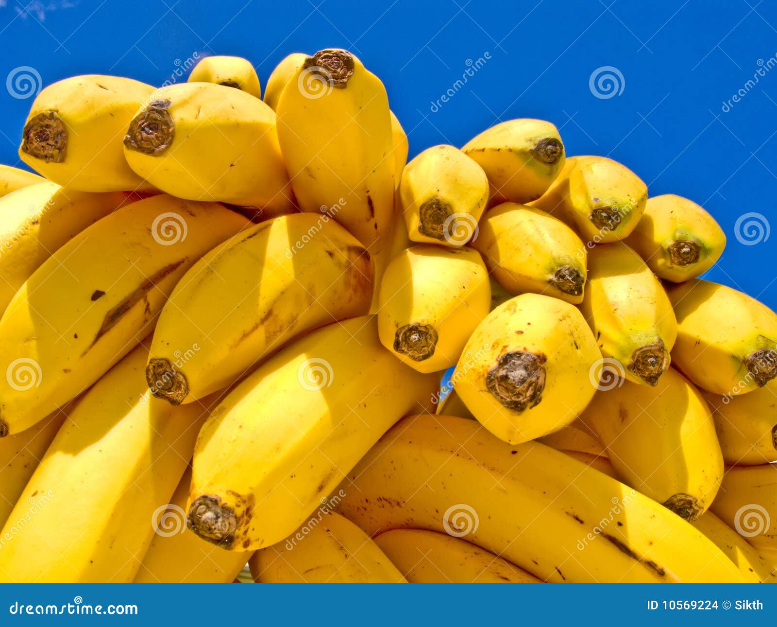 Delicious Ripe Bananas stock photo. Image of exotic, dieting - 10569224