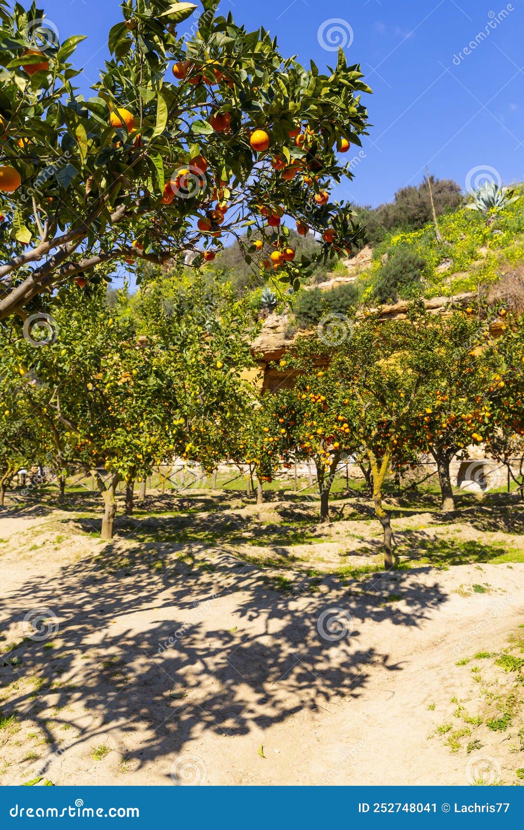 Delicious Sicilian Oranges stock image. Image of sicily - 252748041