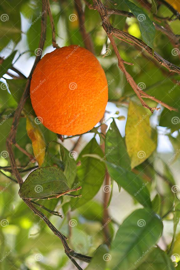 Delicious Single Orange Fruit on Tree Stock Image - Image of calamondin ...