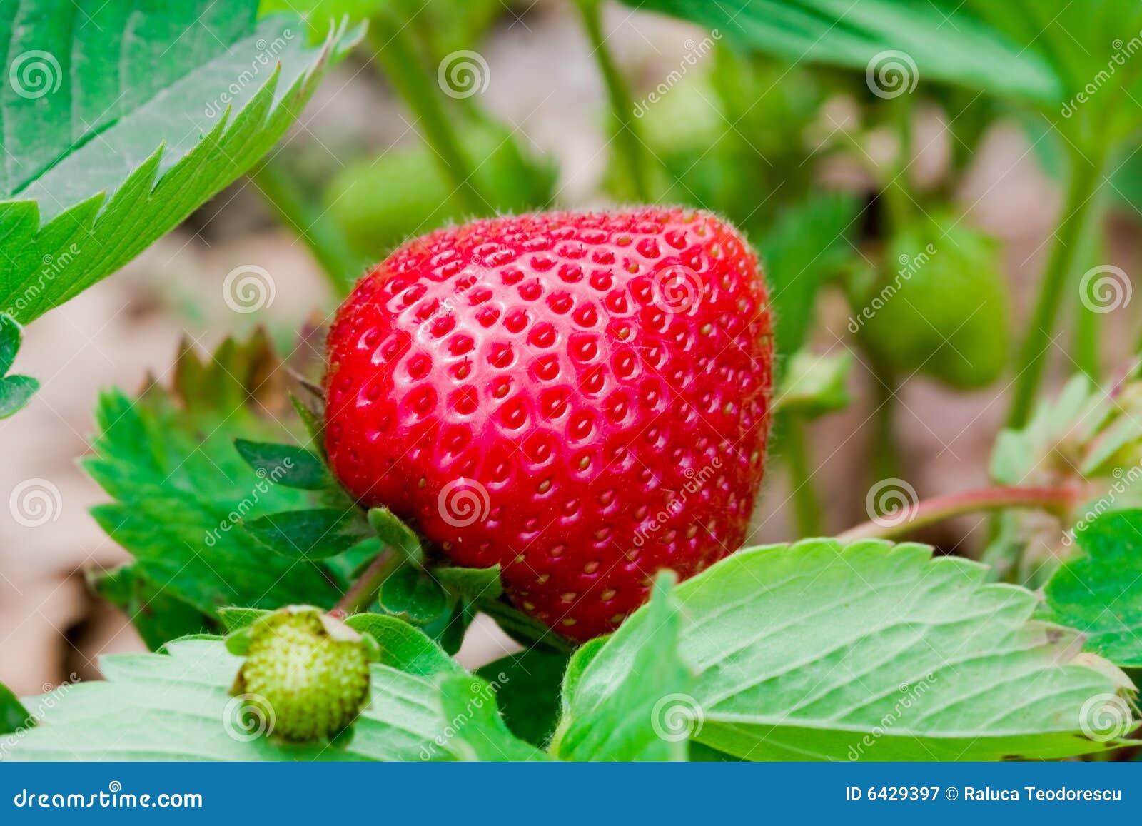 Delicious strawberry stock image. Image of diet, growth - 6429397