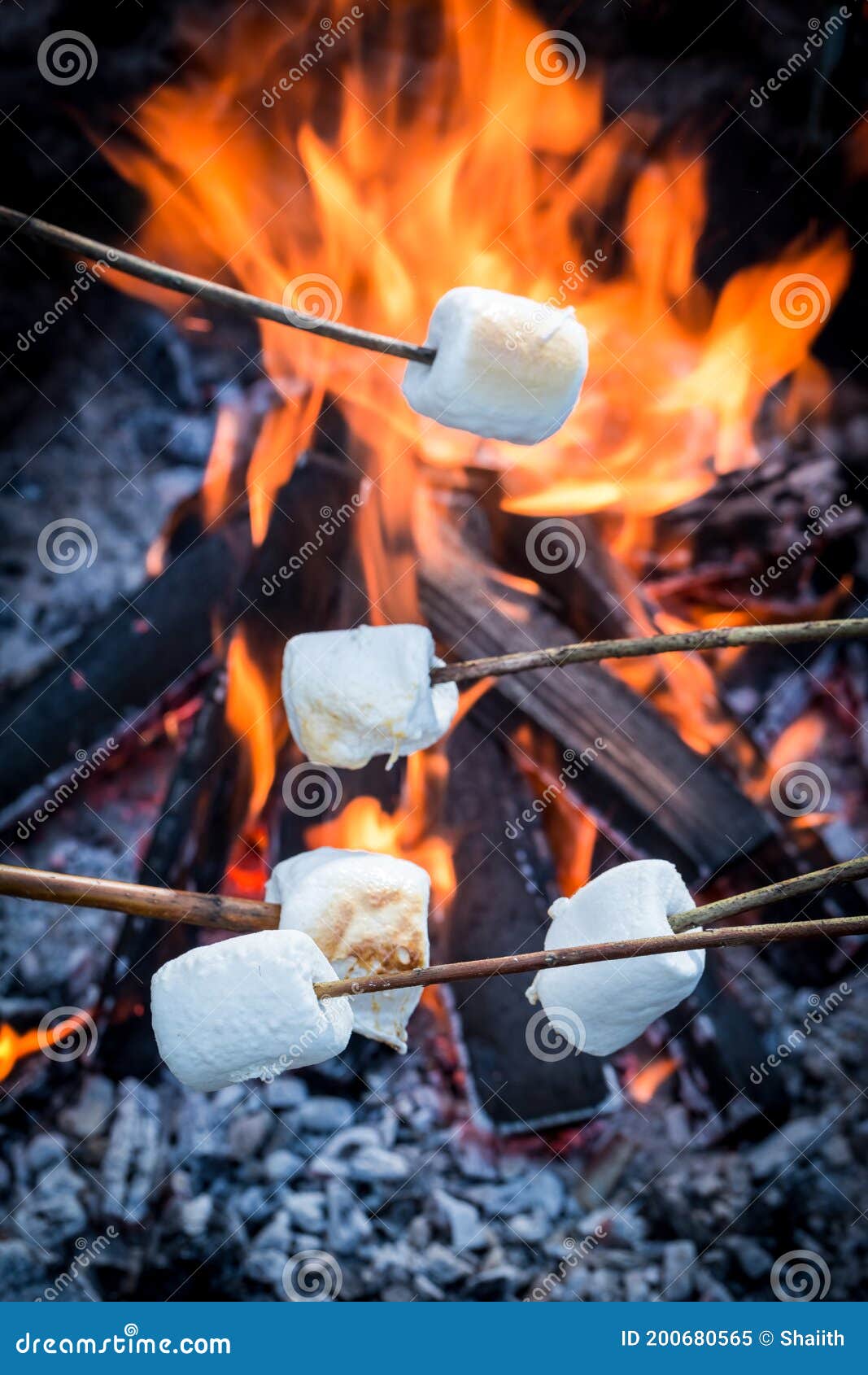 Delicious and Tasty Marshmallows on Stick Over Bonfire Stock Image ...