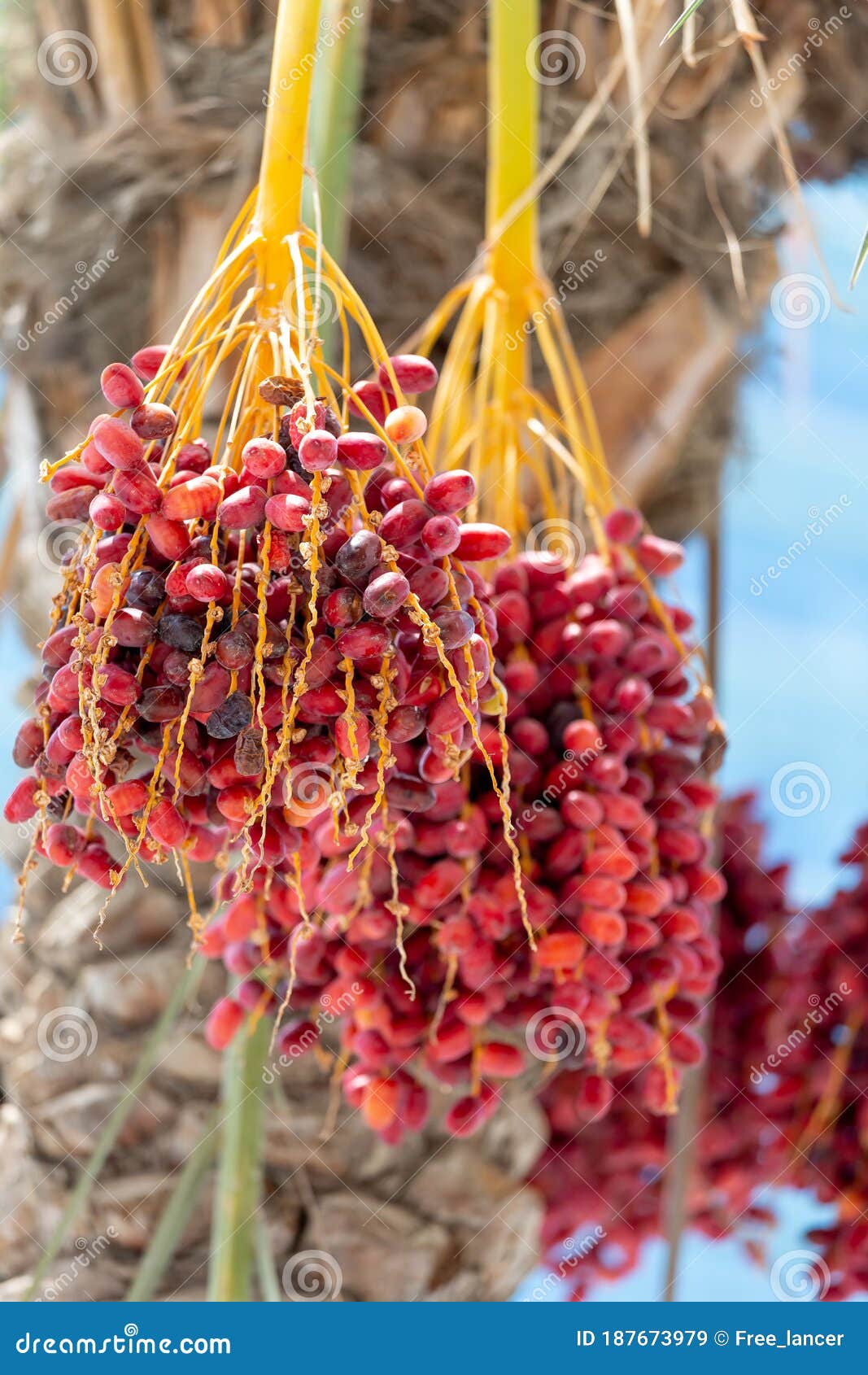 Delicious Unripe Dates on Palm Tree Stock Image - Image of close, boost ...